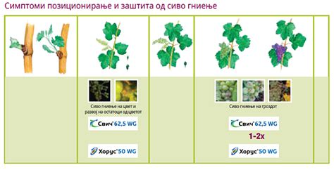 Винова лоза Syngenta
