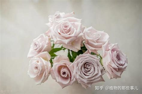 浅谈月季花的品种及分类 知乎