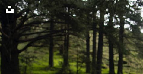 Un Homme Assis Par Terre Avec Deux Chiens Photo Photo Chien Gratuite