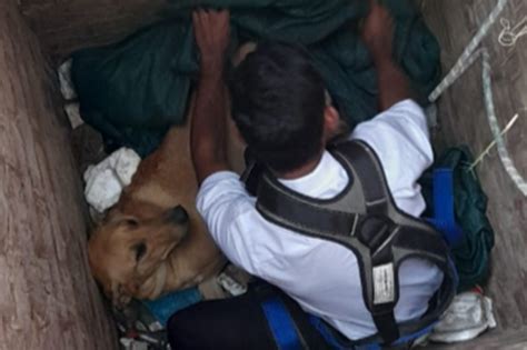 Watch Scared And Anxious Dog Rescued After Falling Into Manhole