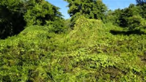 The Weed Passiflora Foetida Var Hispida Is Likely To Become A Major