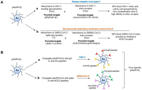 Plant Cell Engineered Gold Nanoparticles Conjugated To Quercetin Inhibit Sars Cov 2 And Hsv 1 Entry