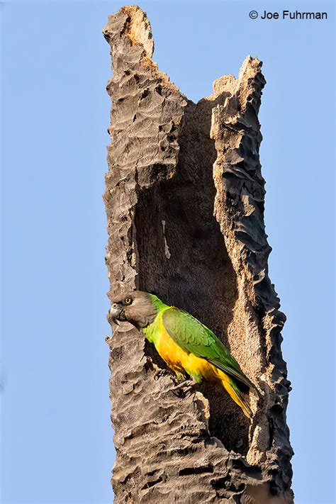 Senegal Parrot Joe Fuhrman Photography