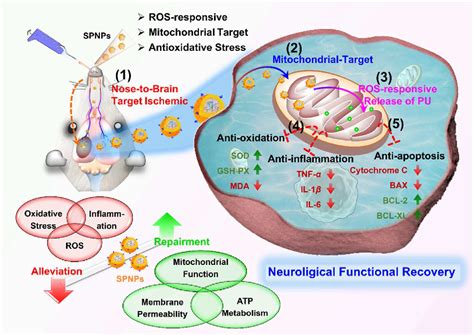 Figure 1 From Mitochondrial Targeted And Ros Responsive Nanocarrier Via Nose To Brain Pathway