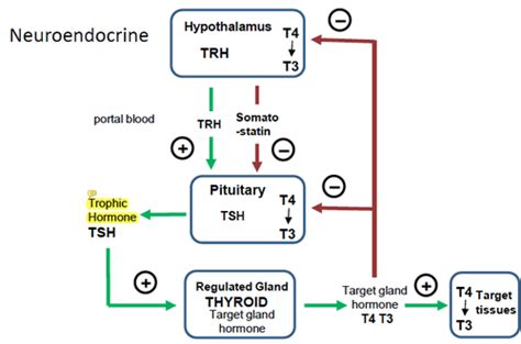 Endocrine Thyroid Adrenal Gland Pancreas Flashcards Quizlet
