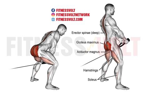 Unlock Your Glutes Master The Cable Pull Through Exercise Fitness Volt