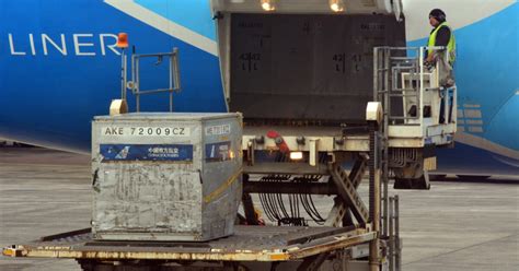 Iata Actualiza Sus Manuales Operativos Y Refuerza La Seguridad En La Logística Aérea Global