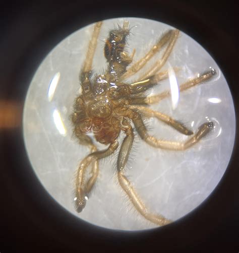 Is It Possible To Sex My Gbb From This Picture Rtarantulas