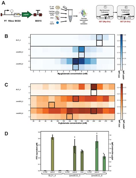 Specific Cell Free Calibration Improves Gene Expression From Linear Dna Download Scientific