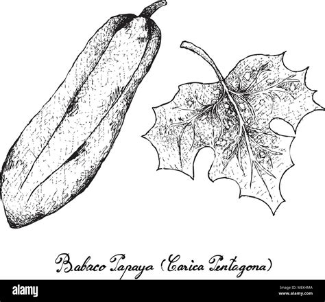 Tropical Fruits Illustration Of Hand Drawn Sketch Fresh Ripe Babaco Papaya Or Carica Pentagona