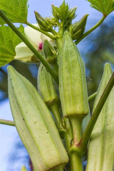Fresh Okra Lady Finger On Nature Background Stock Image Image Of Freshness Growth