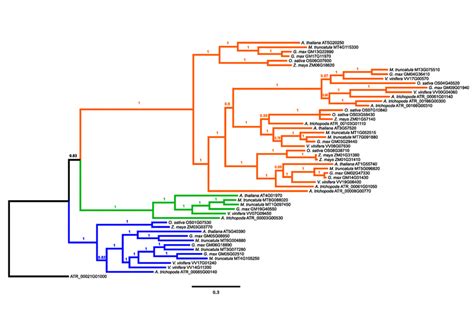 Bayesian Phylogeny Consensus Tree Showing The Relationships Among Download Scientific Diagram