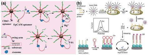 Recent Advances In Aptamer Based Microfluidic Biosensors For The Isolation Signal Amplification