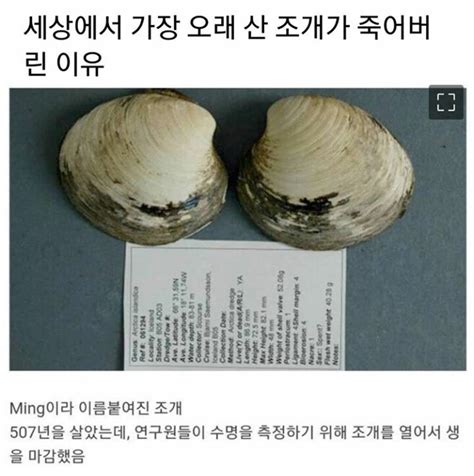 507년을 산 조개가 갑자기 죽어버린 이유 이슈 유머 후방주의 후방사진 은꼴 야짤 움짤 Bj 걸그룹 후방
