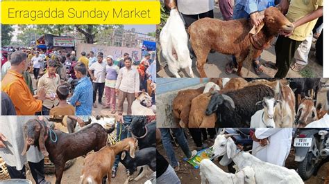 Erragadda Pets Market Goats Sheeps In Hyderabad Youtube