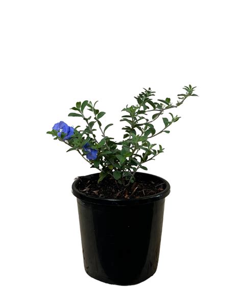 Evolvulus Blue