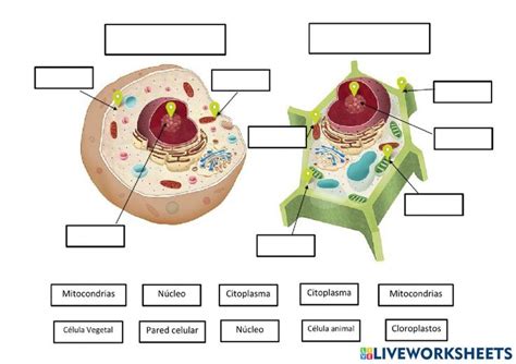 Unicellular And Multicellular Worksheet