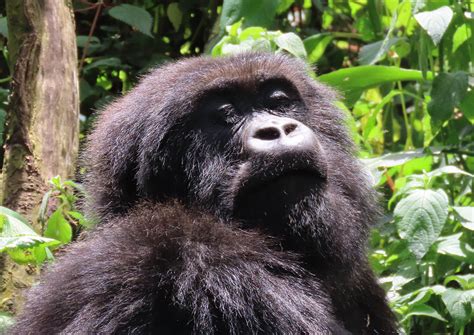 Gorillas In Rwanda Ecology Training Uk