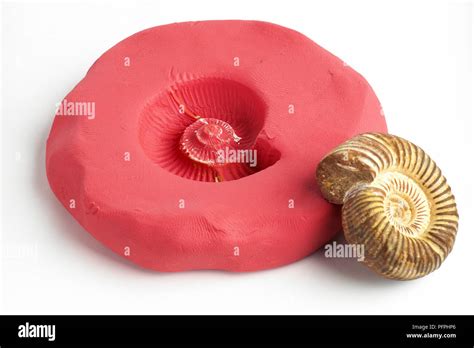 Making Fossil Replicas Using Red Modelling Clay As Mould Imprint Of
