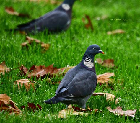Fenixavisunica Torcaces Urbanas
