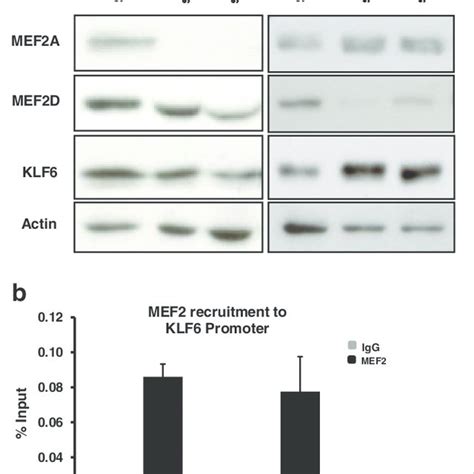 Krüppel Like Factor 6 Klf6 Rna Silencing Reveals That Klf6 Protein