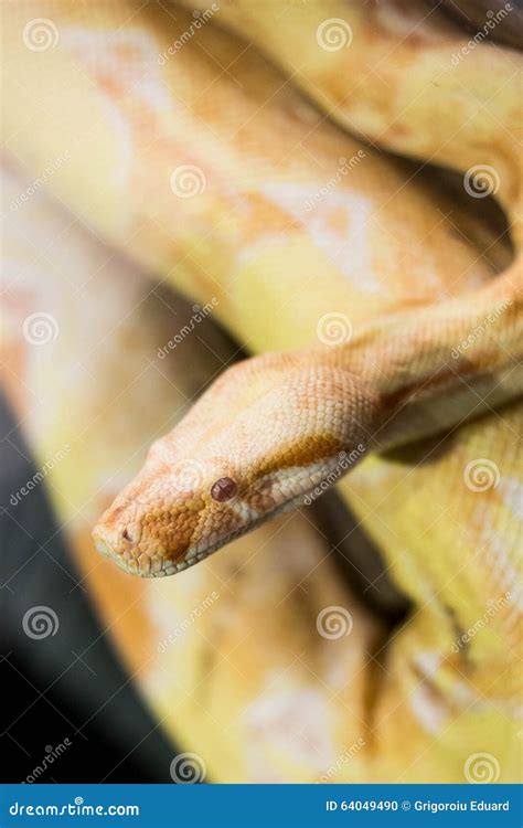 Yellow Python In The Grass Stock Image 62759113