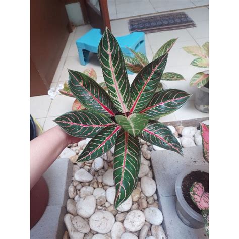 Jual Aglonema Pos Red Sumatera Shopee Indonesia