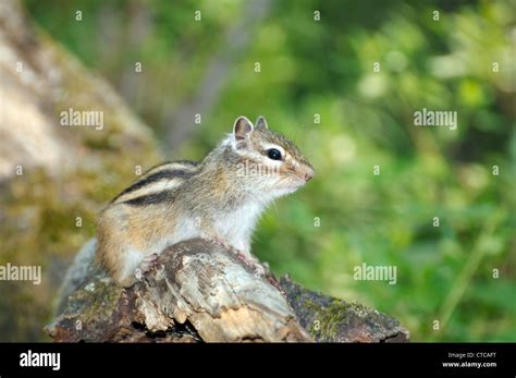 Siberian Chipmunk Common Chipmunk Eutamias Sibiricus Lake Baikal Siberia Russian