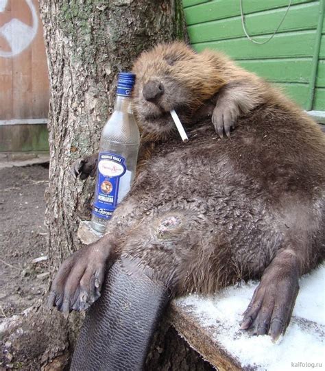 Create Meme Beaver Beaver Funny Pictures Meme