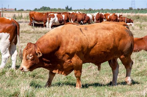 A Raça Limousin E Suas Características Blog Da Leiloaê