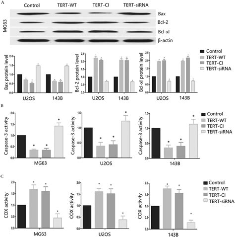 Tert Inhibits Mitochondrial Apoptotic Pathway In Cisplatin Treated