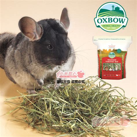 龙猫和荷兰猪哪个好玩龙猫和荷兰猪哪个臭吗荷兰猪大山谷图库