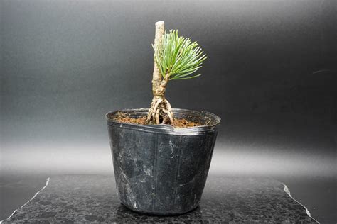 吾妻五葉松 ｜峰吾妻･黒松台 山と盆栽