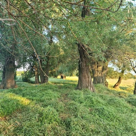 Premium Photo A Grassy Area With Trees And Grass On The Ground And