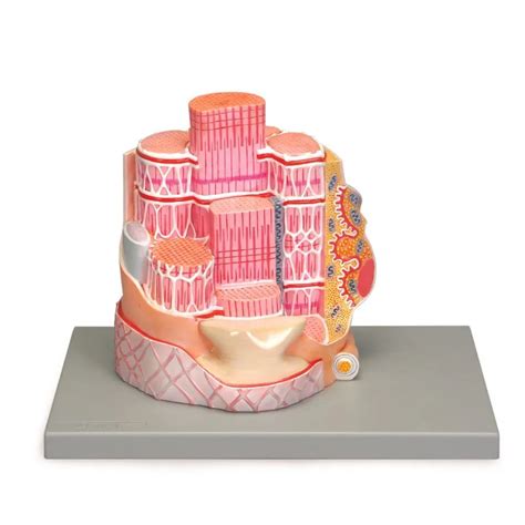 Skeletal Muscle Cell Model