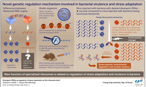 Newly Discovered Mechanism Of Gene Regulation Underlies Bacterial Virulence Editage Insights