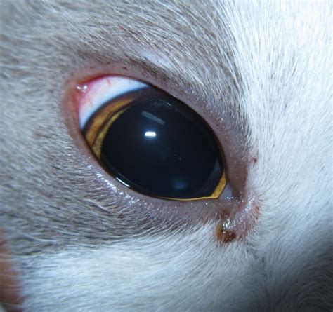 Cirurgia de Catarata em Felinos Agendar Condomínio Solar de Brasília