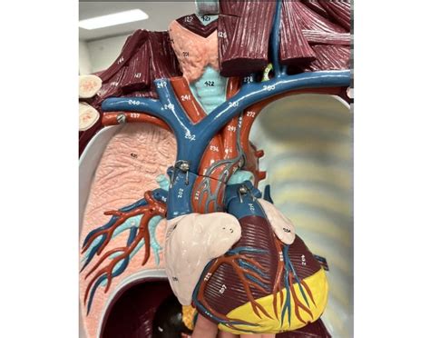 Vein And Artery Labeling Quiz