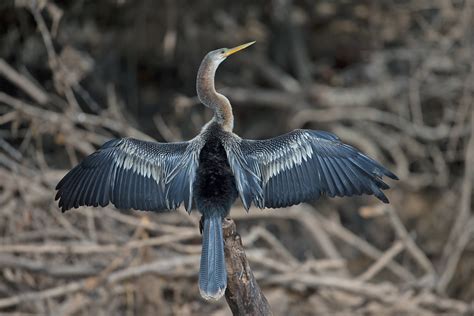 Pantanal Birding Tours Jaguars Alta Floresta Birds Birdquest
