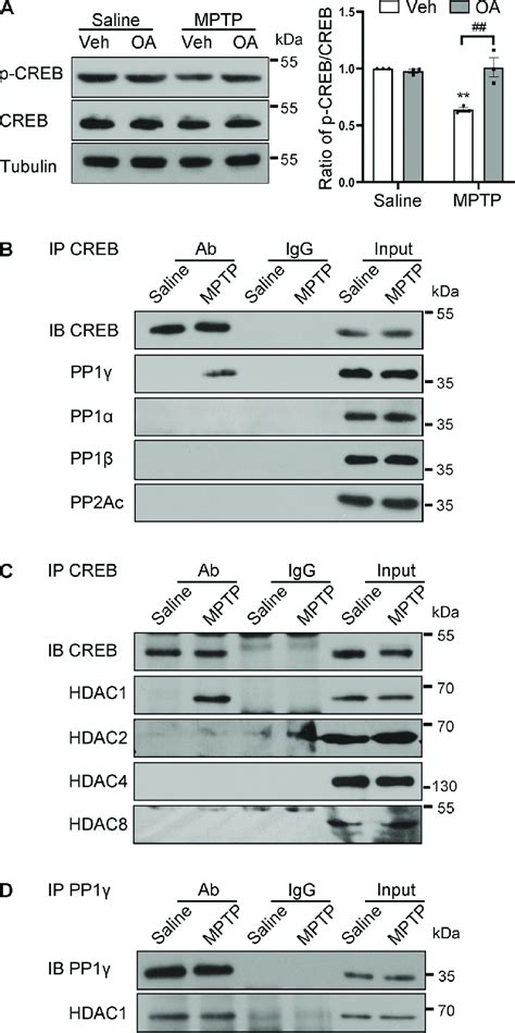 Creb Is Dephosphorylated By Hdac1 Pp1g After Mptp Intoxication A