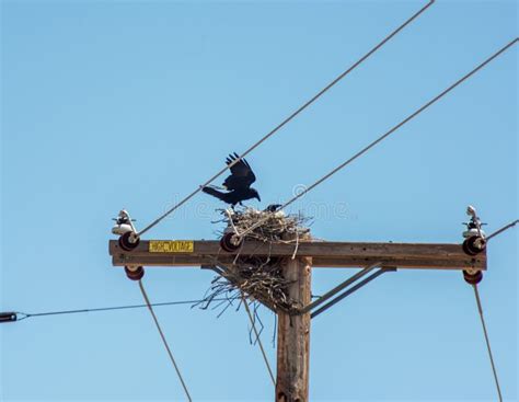 Nesting Raven Bird Feeding Hatchling Stock Image Image Of Feeding Wires 281508089