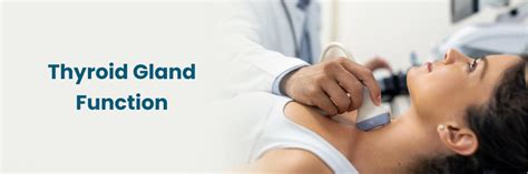 Thyroid Gland Key Functions In Hormone Production