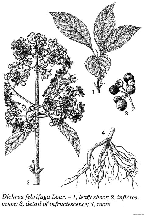 Dichroa Febrifuga Lour Globinmed