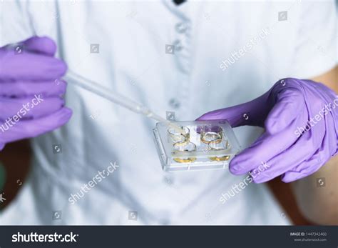 17 141 fotos de Embryo Fotos imágenes y otros productos fotográficos