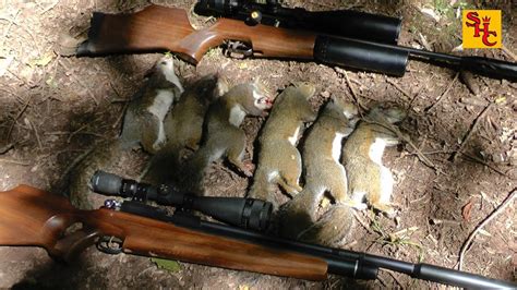 Pest Control With Air Rifles Squirrel Shooting Sibling Rivalry