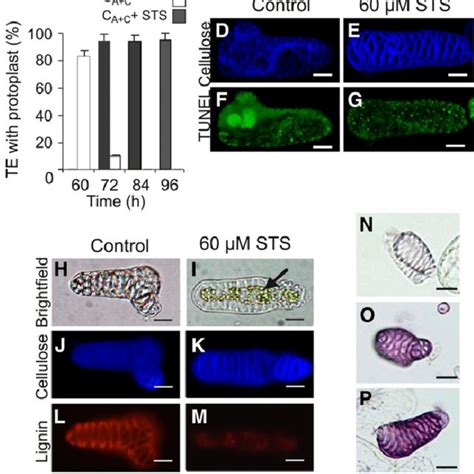 Progression Of Xylem Te Lignification In Whole Z Elegans Plants