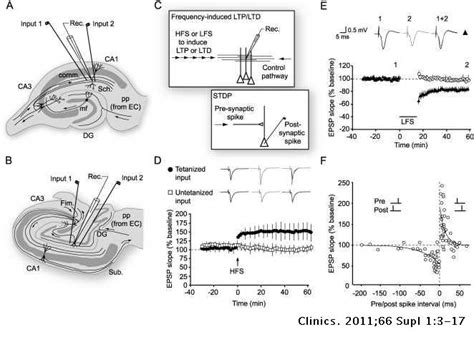 Long Term Potentiation And Long Term Depression A Clinical Perspective