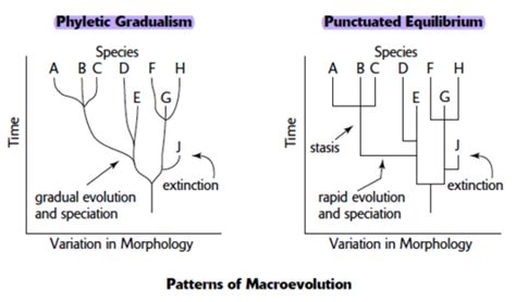 Evolution Lecture 6 Macroevolution Evo Devo Flashcards Quizlet
