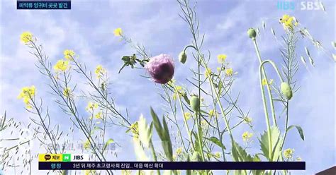 마약류 악용 가능 양귀비 개화 시기 주의