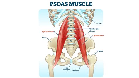 Psoas Muscle Pain Relief